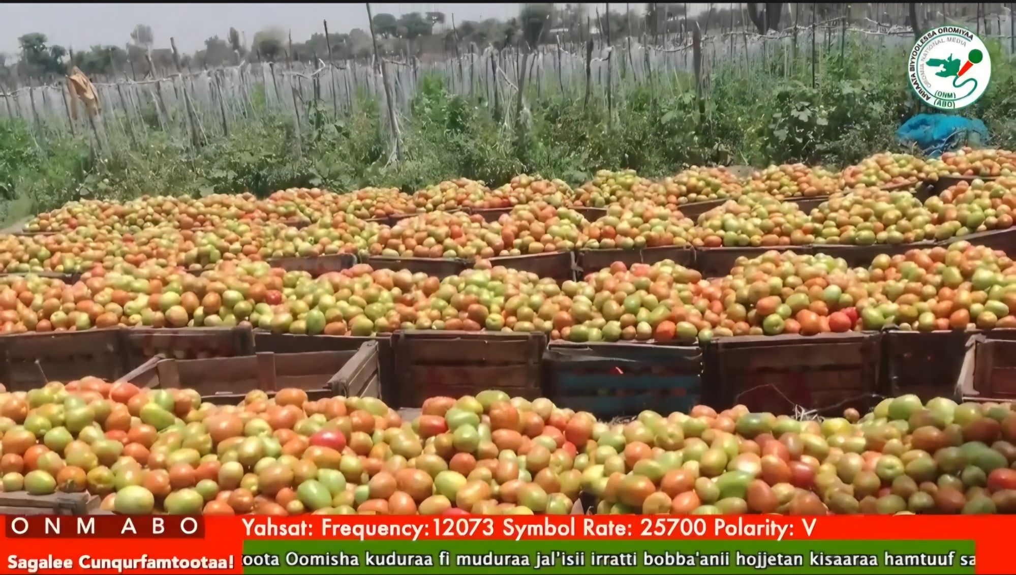 1000285825438145674107841557 Qeerroo Bilisummaa Oromoo